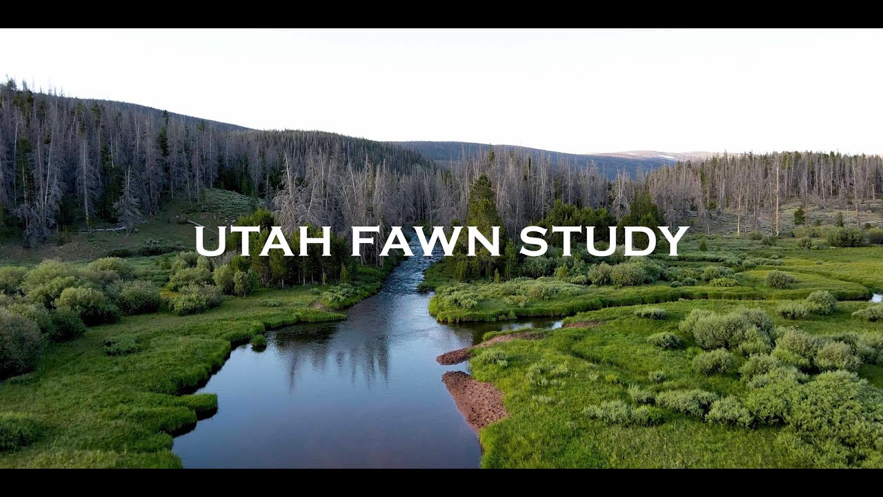 Utah Fawn Study | AN SFW STORY - YouTube