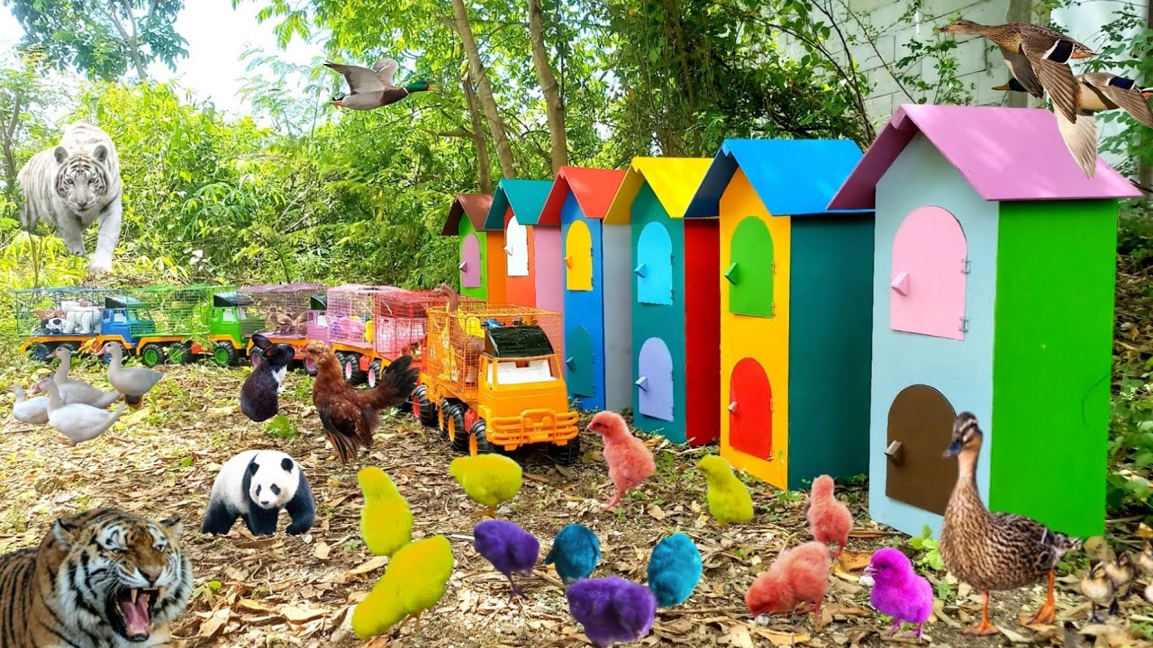 Truk Gandeng Angkut Hewan Bebek, Ayam WarnaWarni, itik, Ayam Hias ...