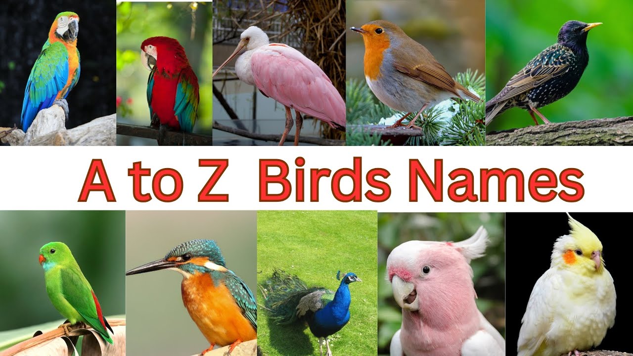 A to Z Birds Names #youtube #kidslearning #school #rainbow - YouTube