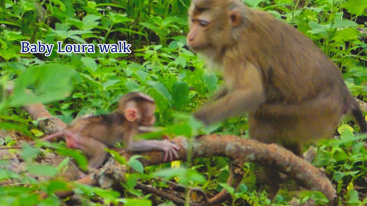 Mommy Lory trains her baby Loura to walk Like other babies # ...