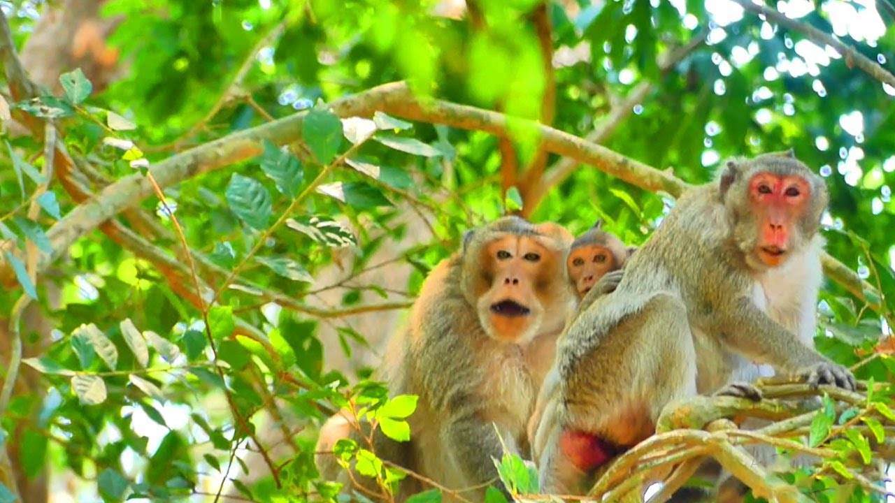 The boss monkey in Amber group are protecting team members on the tree ...