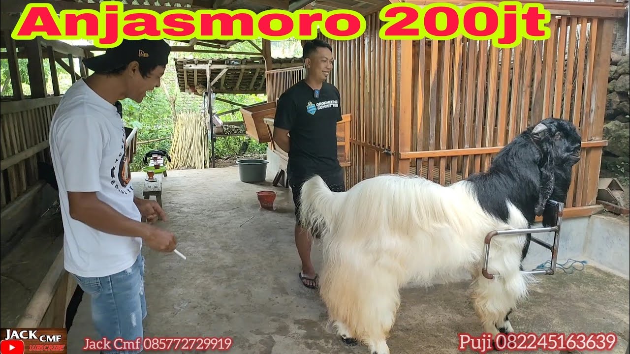 TAWARAN DARI 50JT - 200JT BELUM DILEPAS [ ANJASMORO ] - YouTube