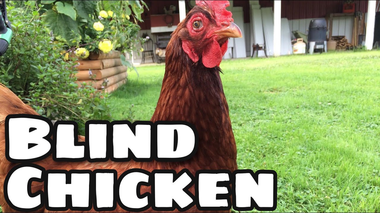 A story of a Blind Chicken - YouTube