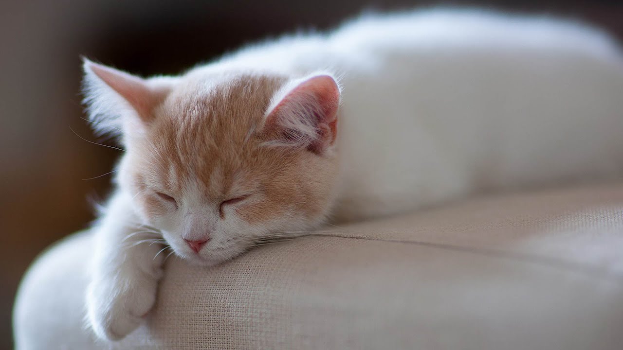Cat Music - Soothing Sleep Music + Cat Purring Sounds / Anxiety Relief ...