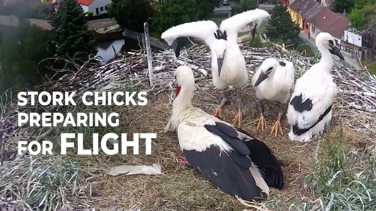 Growing Wings: Our Stork Chicks Explore Their Nest and Beyond - YouTube