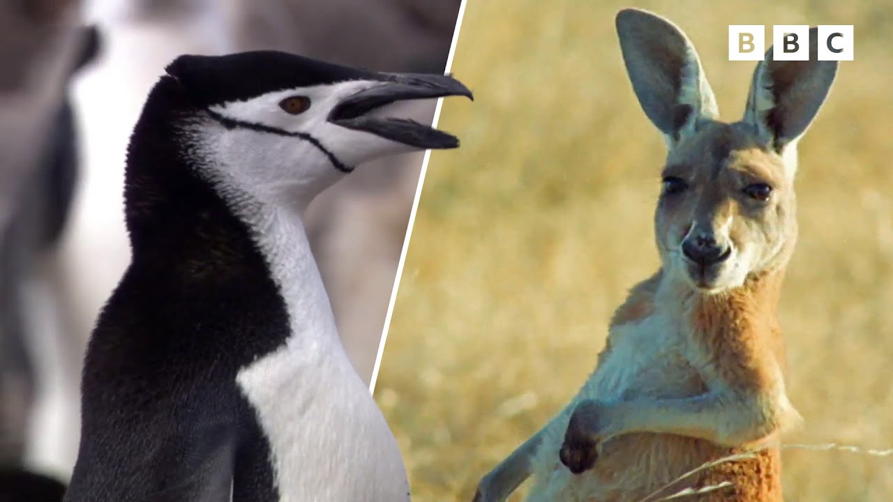 Learning with Baby Animals! | Andy's Baby Animals | Andy's Amazing ...