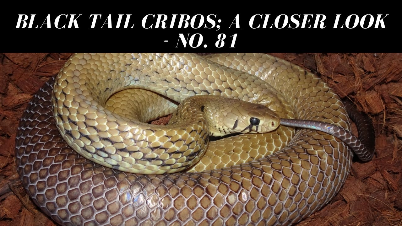 Black Tail Cribos; A Closer Look - no. 81 - YouTube