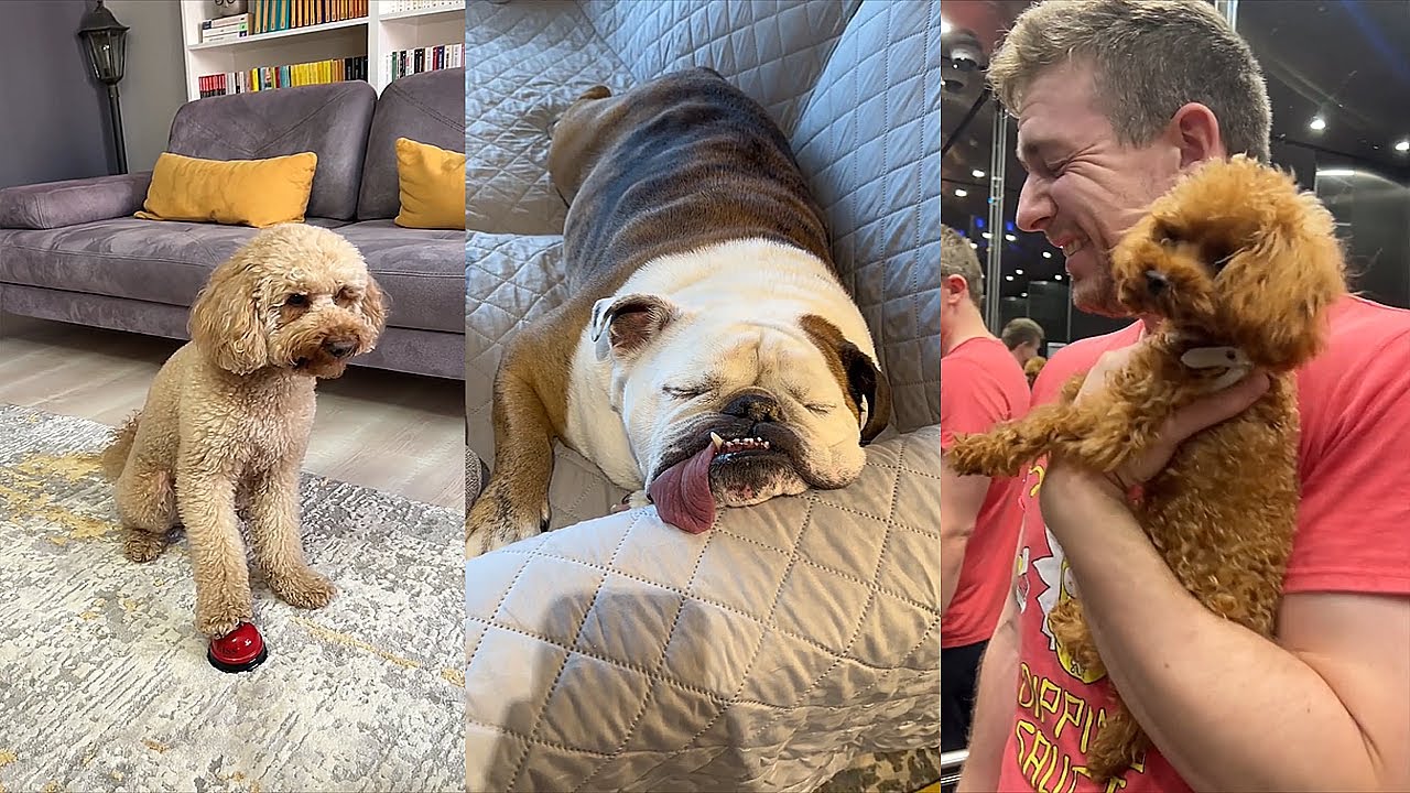 Funniest Dogs Are the Sweetest - YouTube