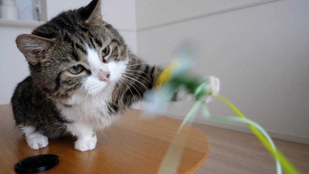 Grandfather cat Coco shows his dignity to his grandchildren! - YouTube