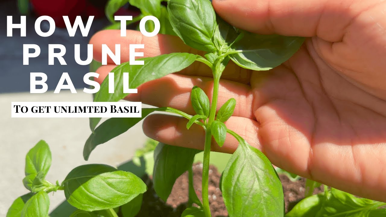 Trim Basil for Optimal Growth - YouTube