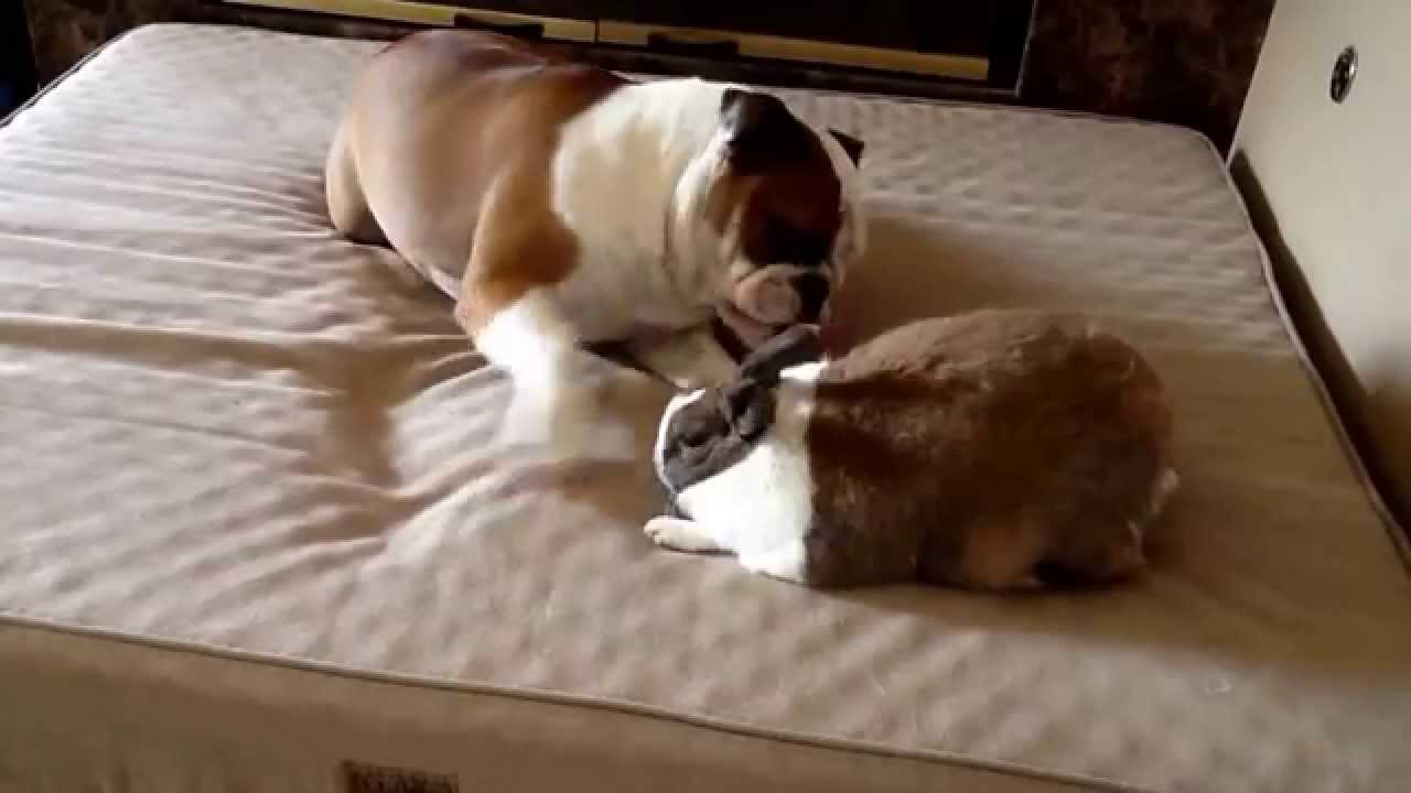 Bulldog & Bunny - YouTube