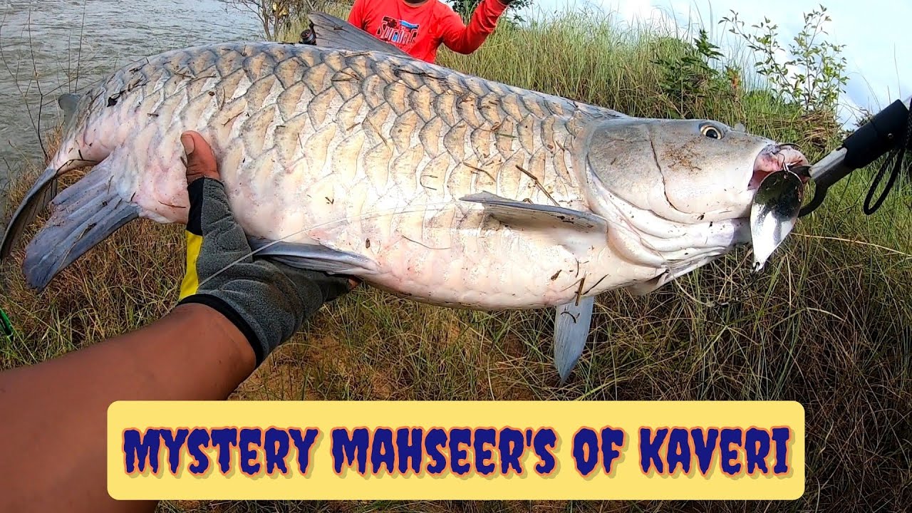 Catching Mystery Mahseer's in Coorg | Bluefin Mahseer's of Kaveri 💙 ...