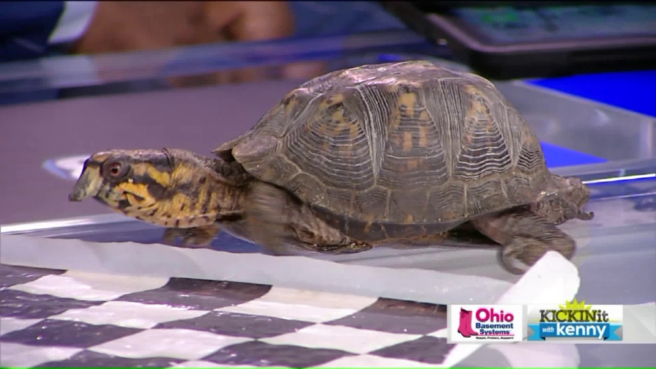 Jungle Terry & Urban Kenny - YouTube