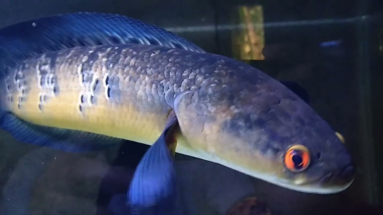 chana red barito 35cm full bunga👍 - YouTube