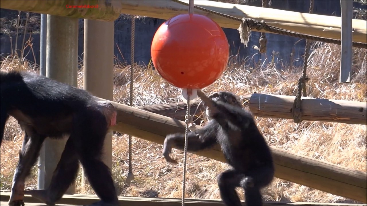 Winter 2017 3-year-old baby chimp Fubuki - YouTube
