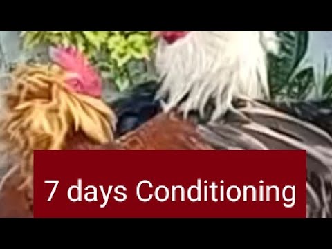 7 days Conditioning guide - YouTube