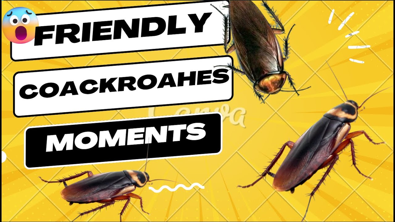 Funny Cockroach / dancing cockroach / funny animals / Funniest and ...