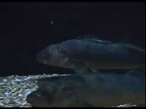 Wally the Walleye Introduction (2008) - YouTube