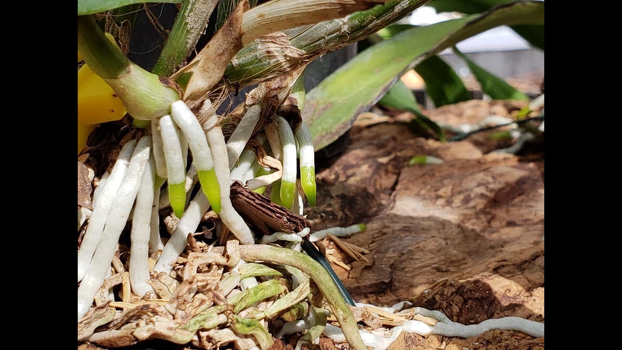 RAÍZES DAS ORQUÍDEAS CATTLEYAS - YouTube