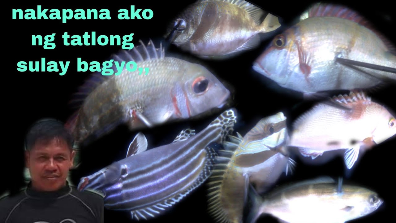 EP49, NIGHT SPEARFISHING NAKAPANA AKO NG TATLONG SULAY BAGYO,, - YouTube