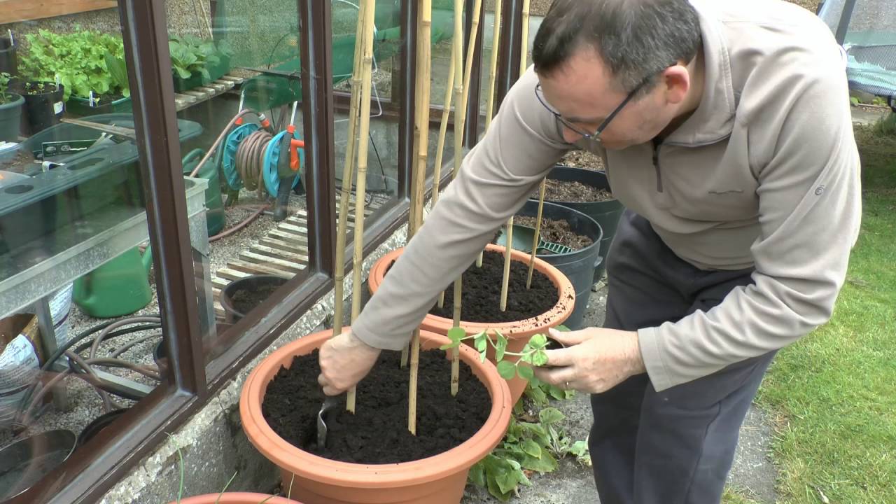Growing Victorian Colosal Climbing Peas with Simon Part 1 - YouTube