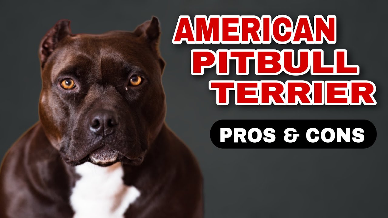 Should You Own An American Pit Bull Terrier? Pros And Cons To Consider ...