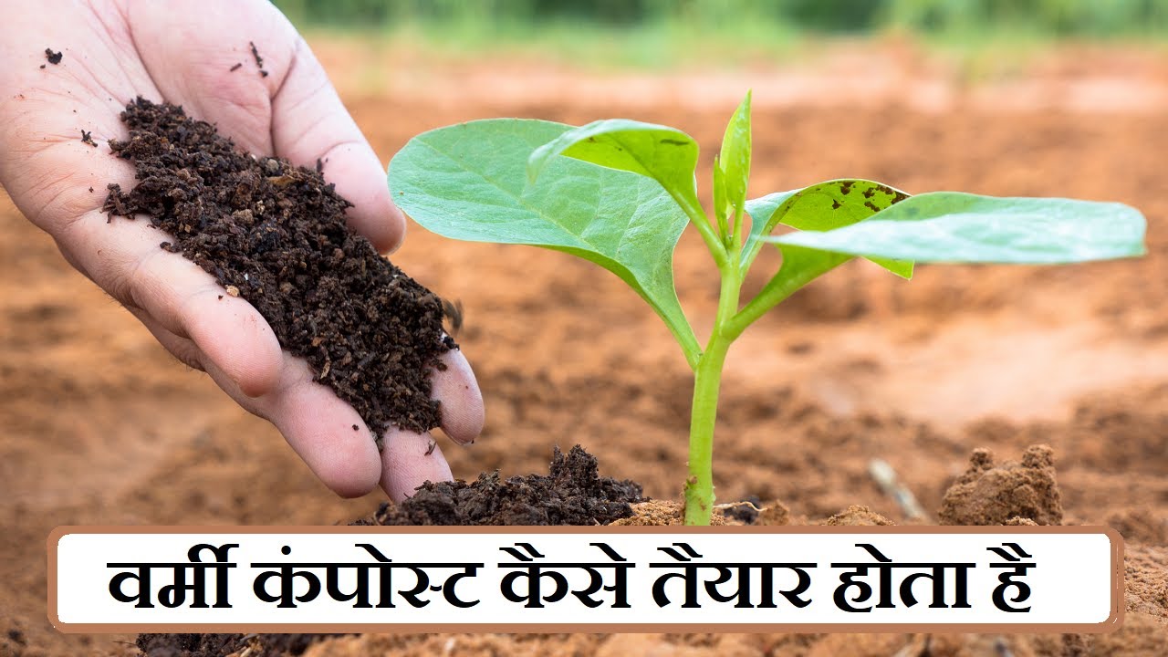 Vermicompost | vermicompost business | how to make vermicompost at home ...