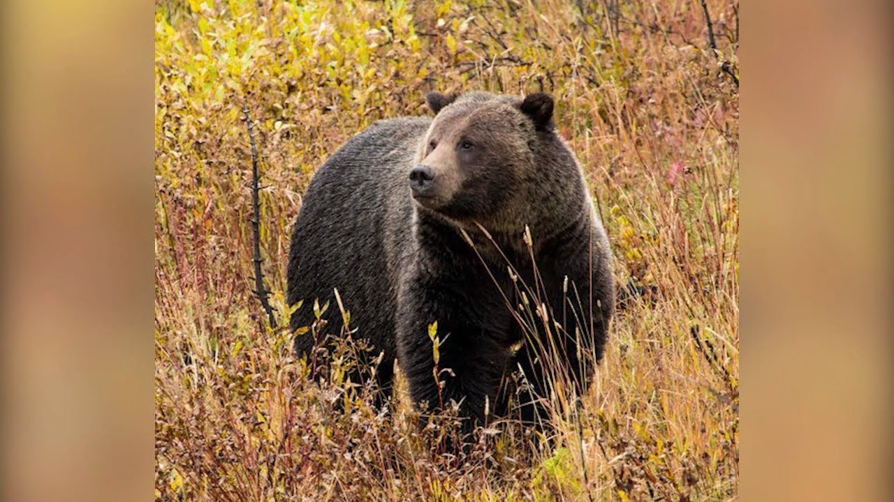 Grizzly Bear Shot and Killed - YouTube