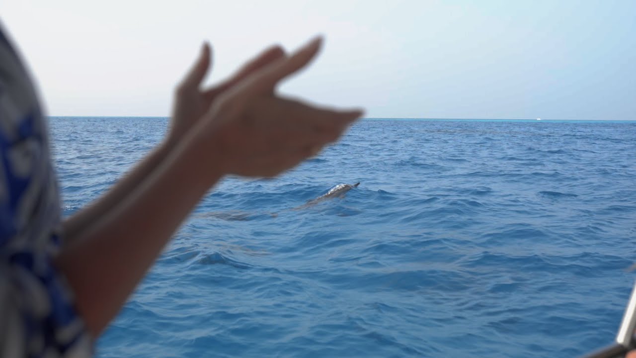 Sunset Dolphin Watching - YouTube