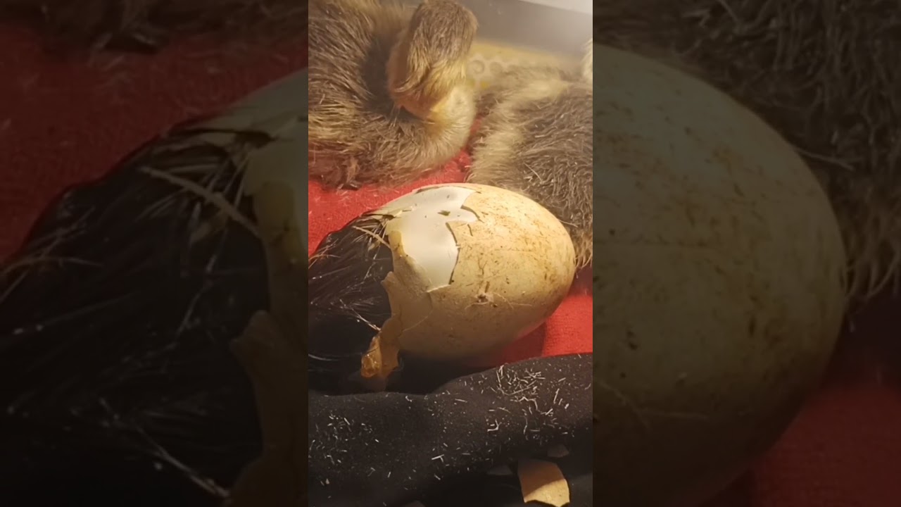 Lion geese having Birth - YouTube