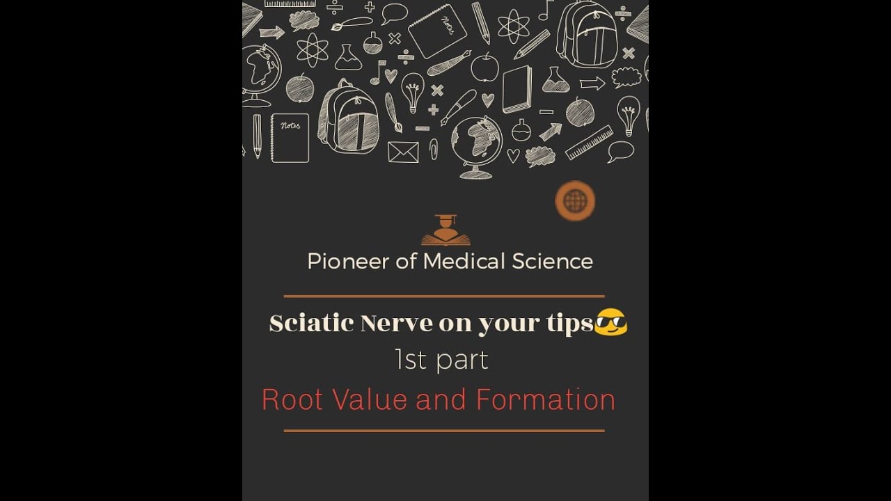 Sciatic Nerve | Anatomy of lower limb | nerves | 1st part | Root Value ...