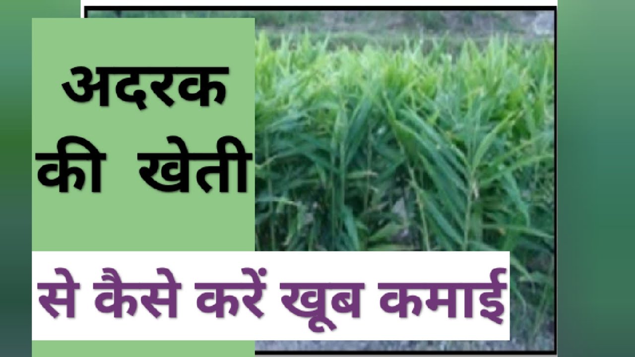 Adrak Ki Kheti | Biggest Ginger Farming in India | Ginger Farming ...