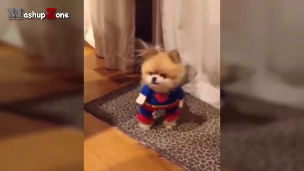 Perritos TIERNOS y GRACIOSOS 🐶 Recopilación MÁS Graciosa ¡INCREÍBLE ...