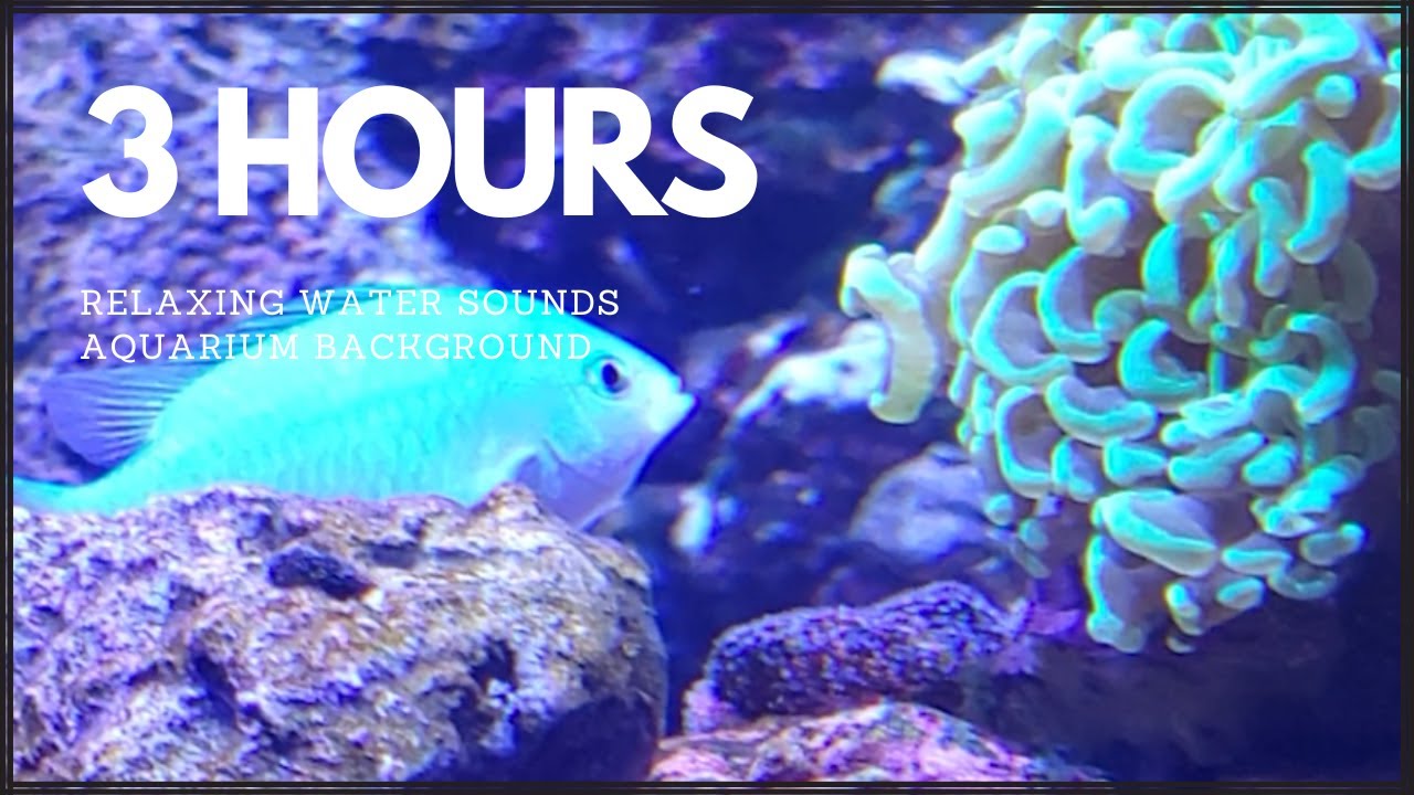 3 Hours of Relaxing Underwater Sounds for Sleep | Aquarium Fish - YouTube