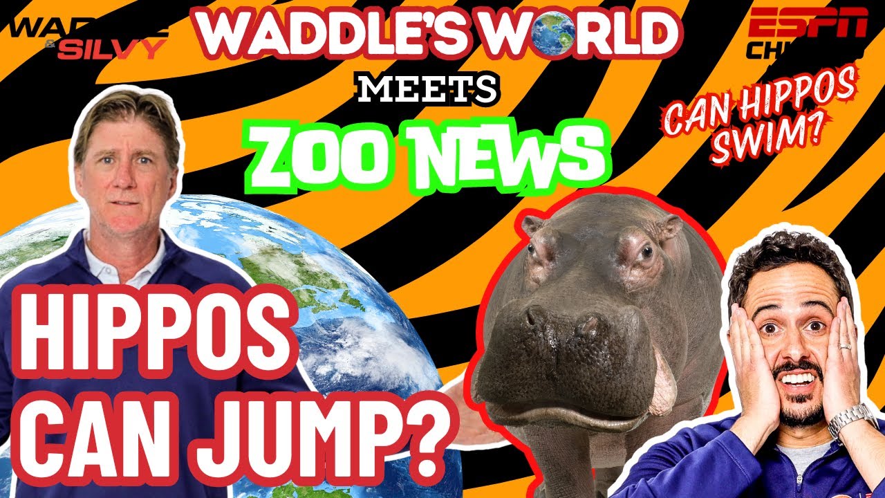 Waddle's World Meets Abdalla's Zoo News! Hippos, Hyenas, and MORE ...