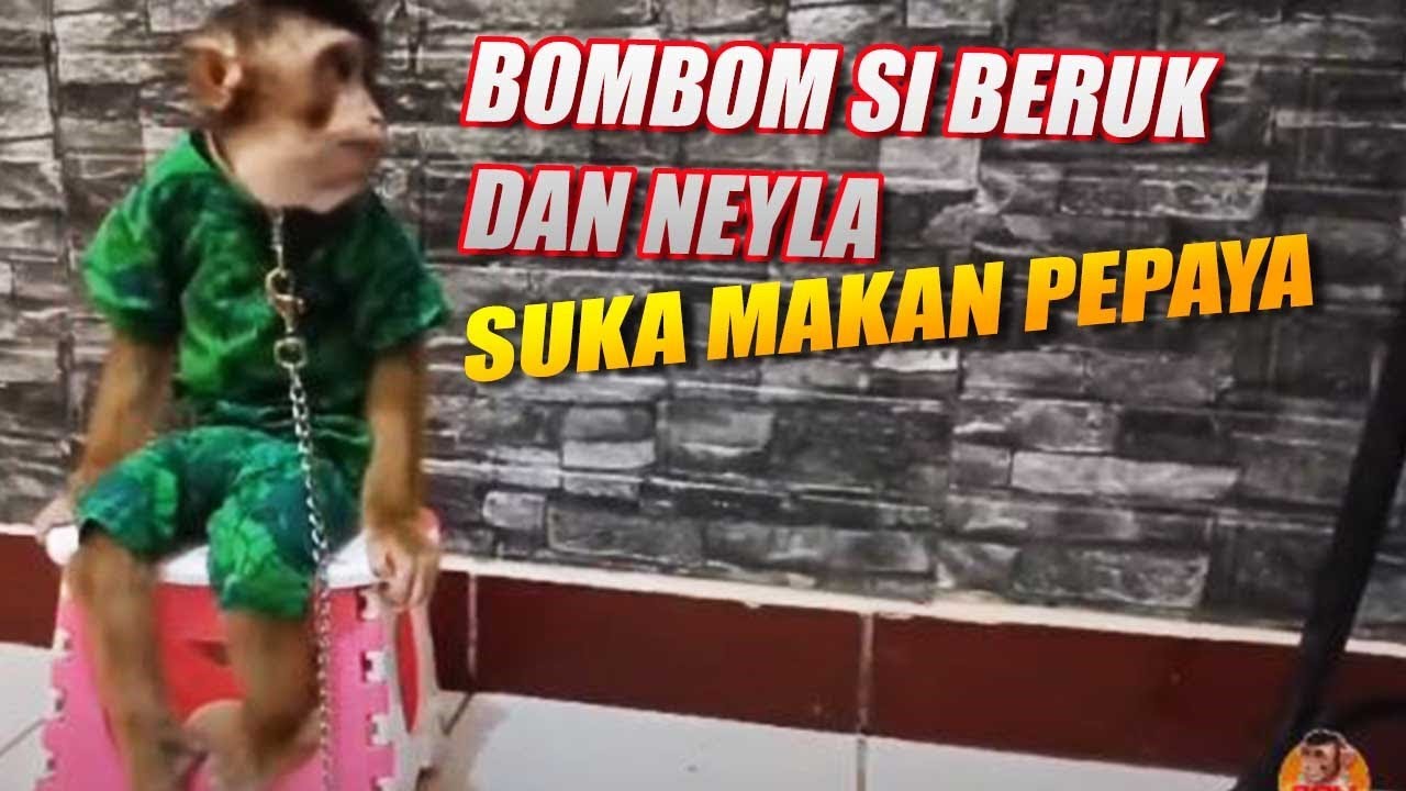dua beruk si lucu makan buah pepaya#babyanimal#beruklucu #babymonkey # ...