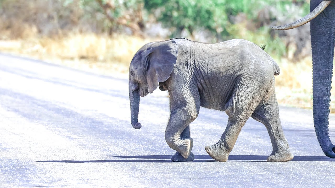 Tiny Elephants own the road - YouTube