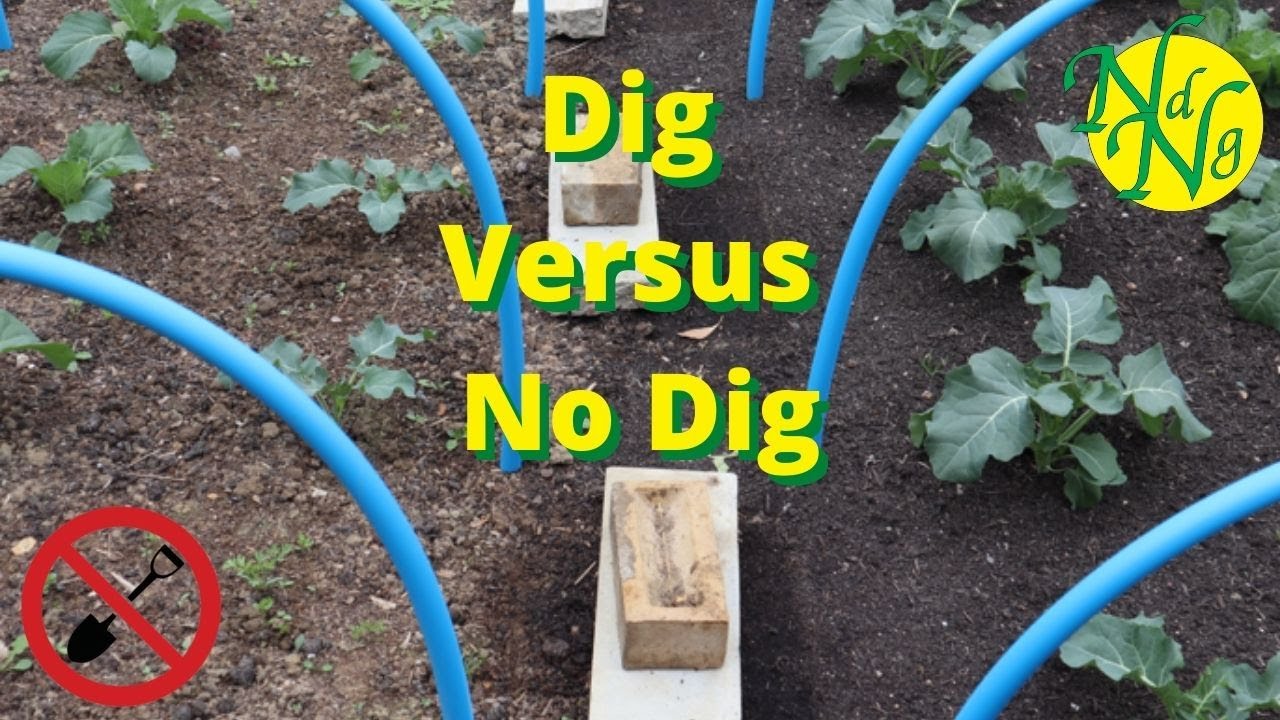 Dig Versus No Dig - YouTube