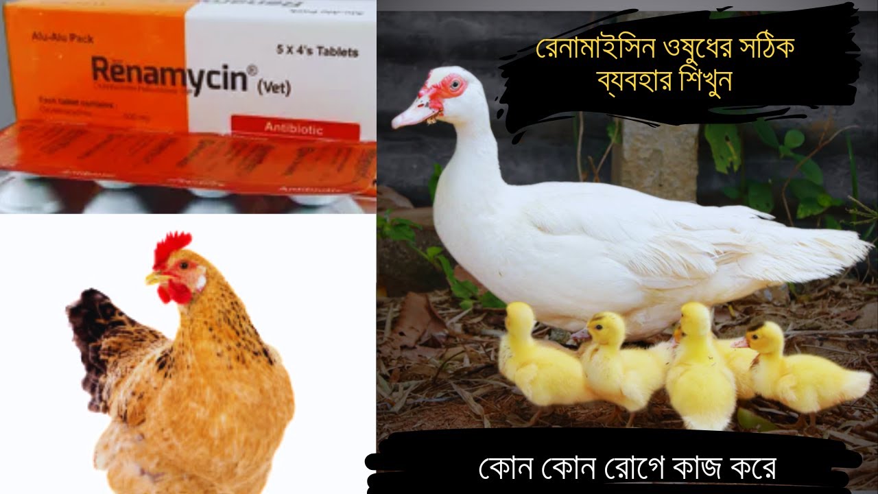 রেনামাইসিন ওষুধের সঠিক ব্যবহার শিখুন। কোন কোন রোগে কাজ করে। China hash ...