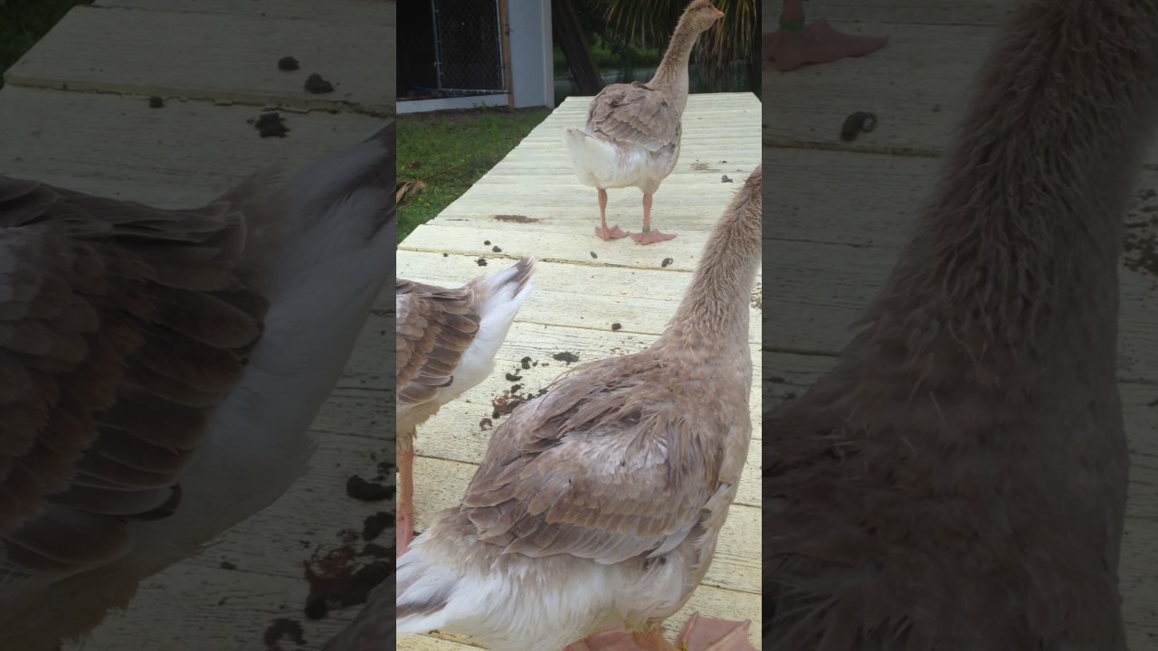 Buff Geese 2 months old - YouTube