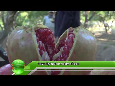 ‘Deve dişi nar’da verim yüksek