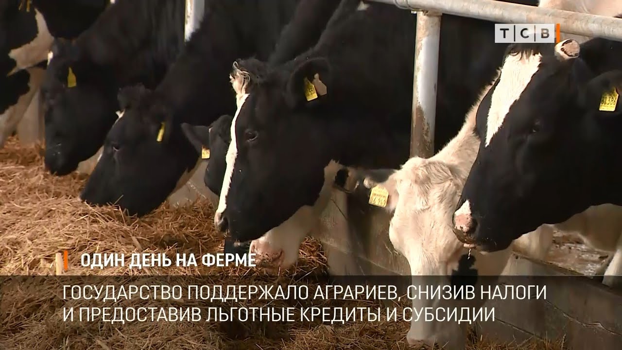 Один день на ферме Youtube