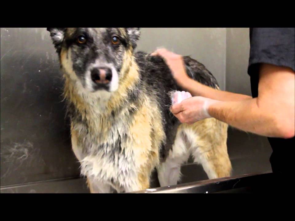 Shed Control Grooming at Rover Oaks Pet Resort - YouTube