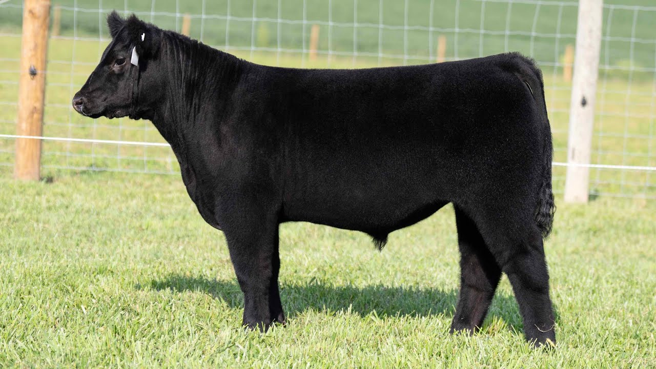 GARRINGER 22 - YouTube