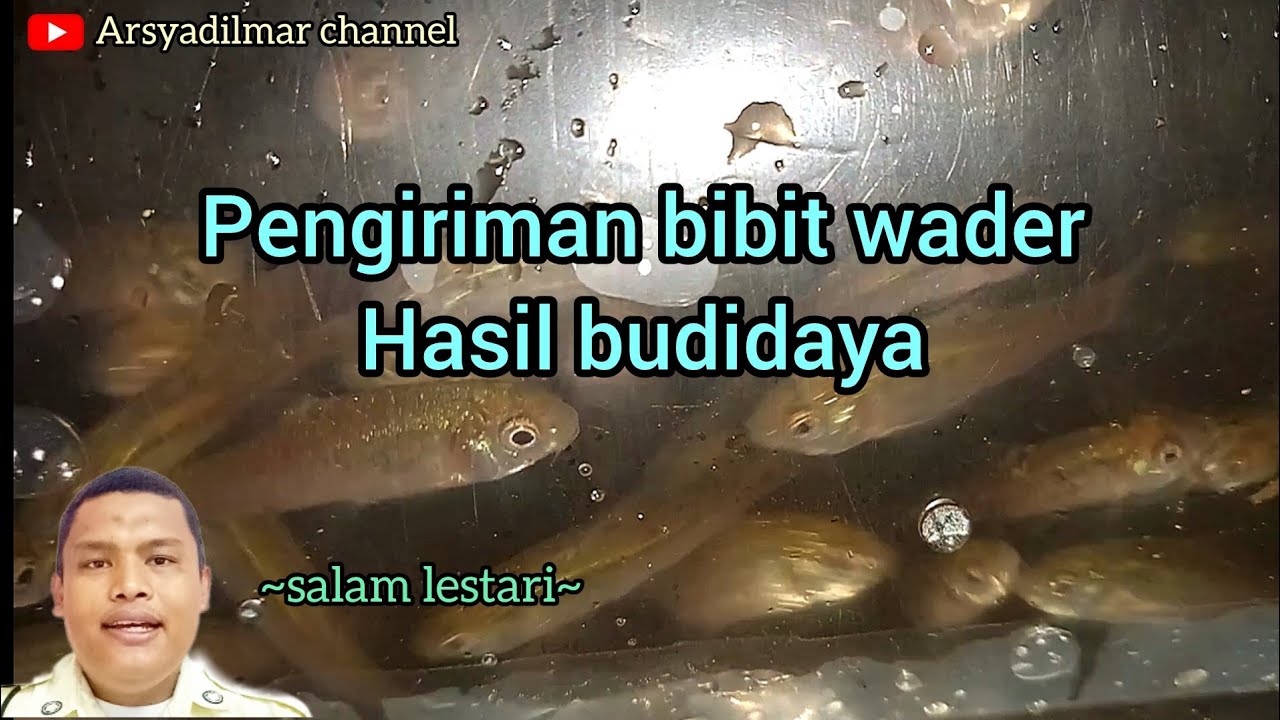 pengiriman ke 10 ,bibit wader hasil budidaya. - YouTube