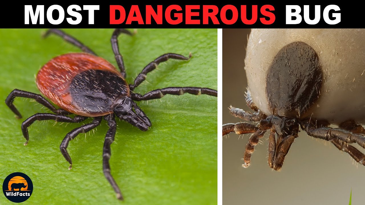 Tick - The Most Dangerous Bug in The World - YouTube