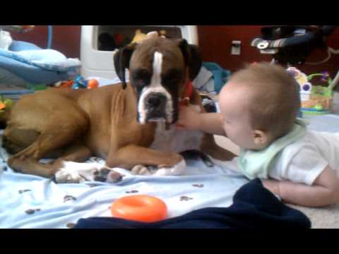 Baby and boxer - YouTube