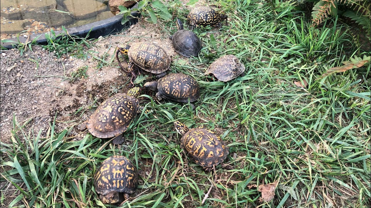 Box Turtle Feeding and 5k Sub Shoutouts - YouTube