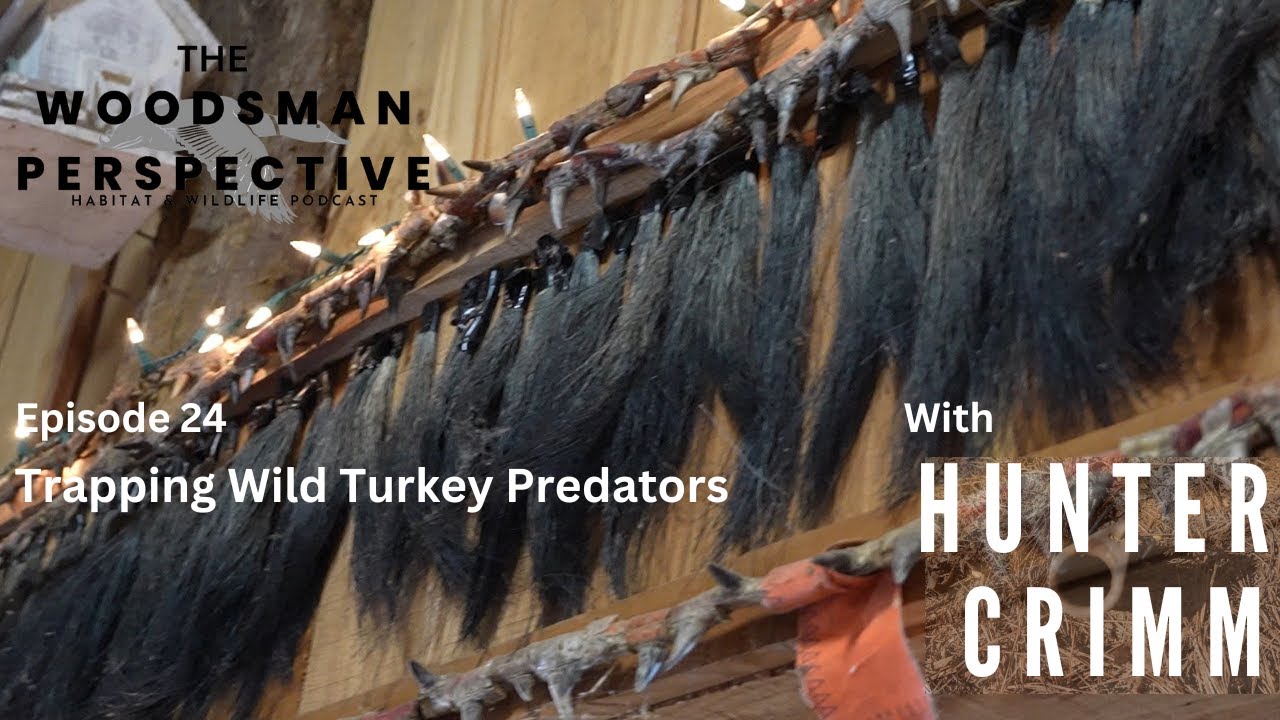Podcast Episode 24 Trapping Wild Turkey Predators - YouTube