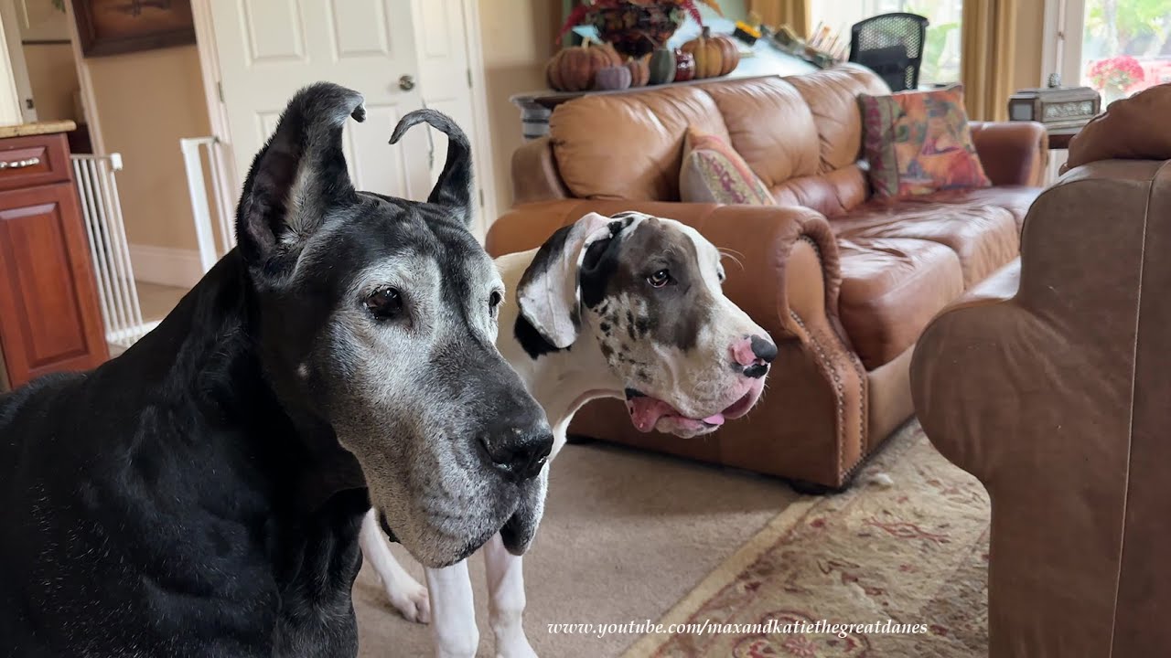 Fun Police Senior Great Dane Decides Playing With The Kids Is More Fun ...